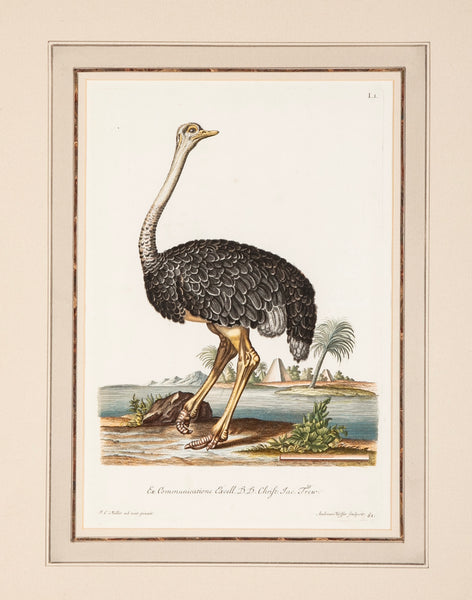 18th Century German Hand Colored Engraving of an Ostrich – Avery & Dash ...